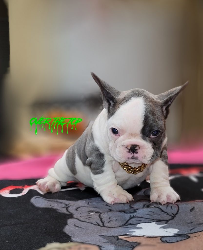 New Blue Pied pupppies available! - Over The Top French Bulldogs