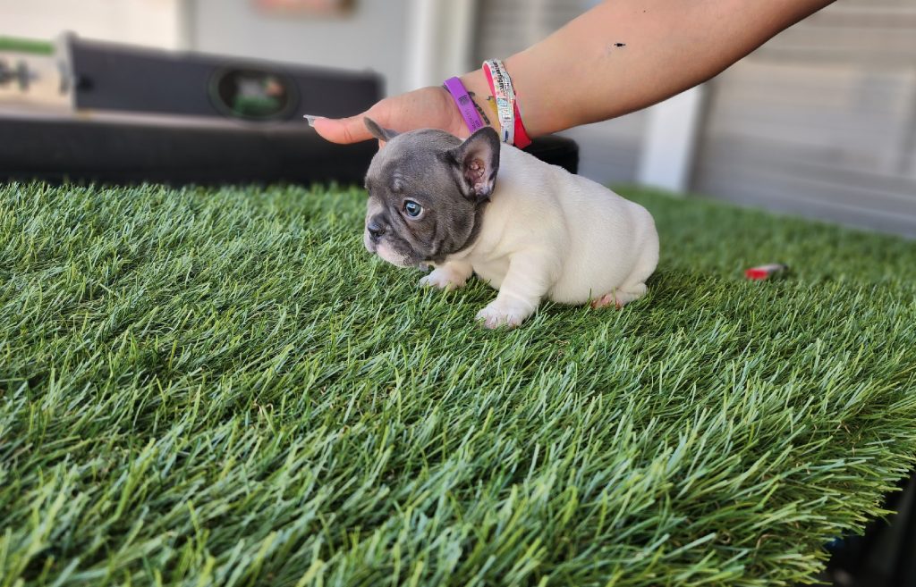 New Blue Pied female Puppy available! - Over The Top French Bulldogs