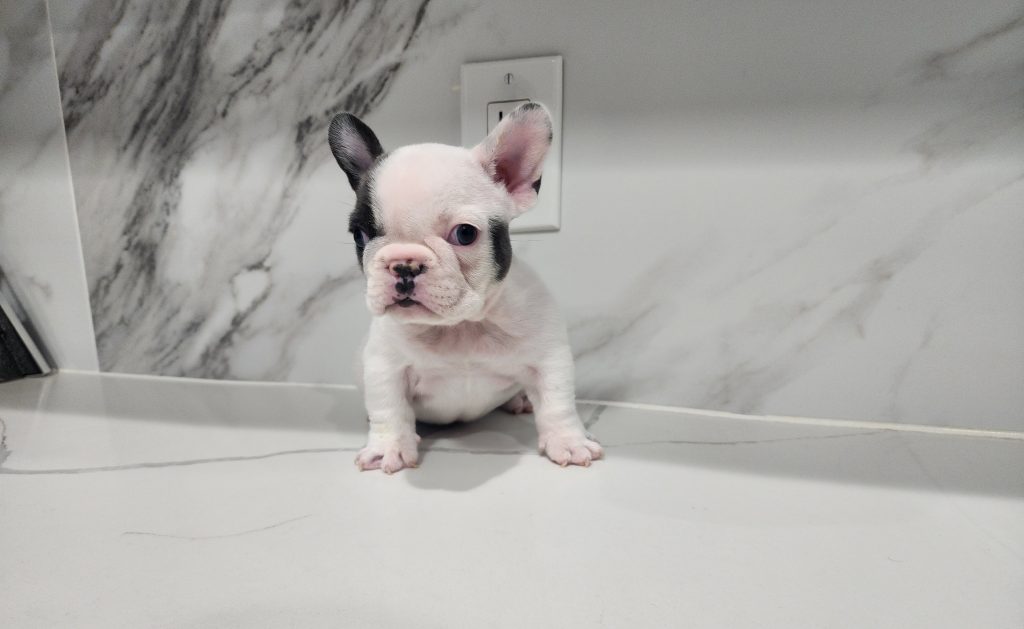 New Blue Pied puppy available! - Over The Top French Bulldogs