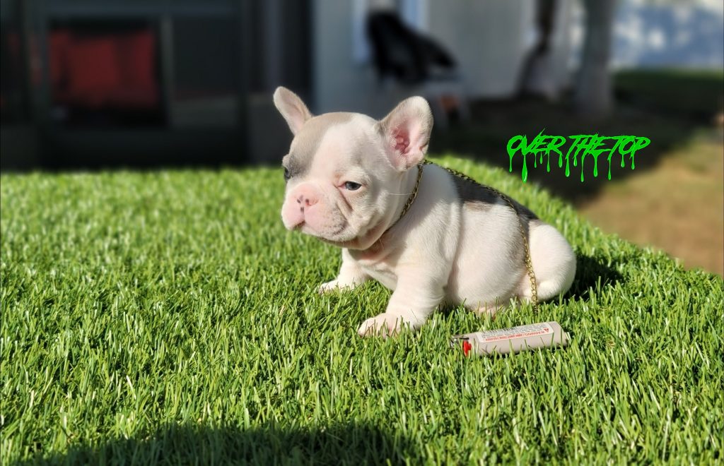 New Blue Pied puppy available! - Over The Top French Bulldogs