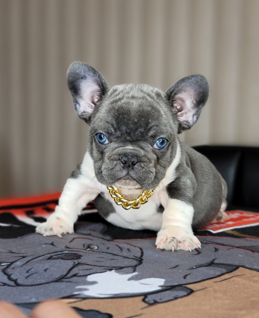 New Blue Pied puppy available! - Over The Top French Bulldogs